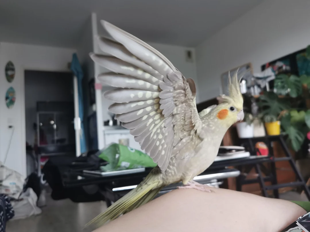 Zola giving me the wings ! | Scrolller