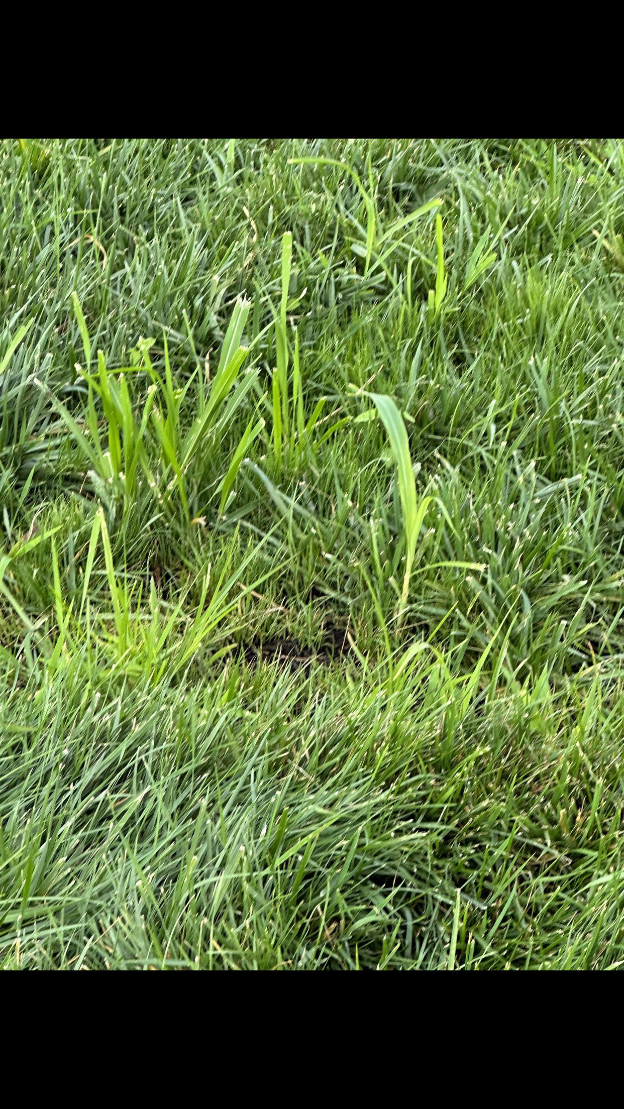 What is it and how is it killed? | Scrolller