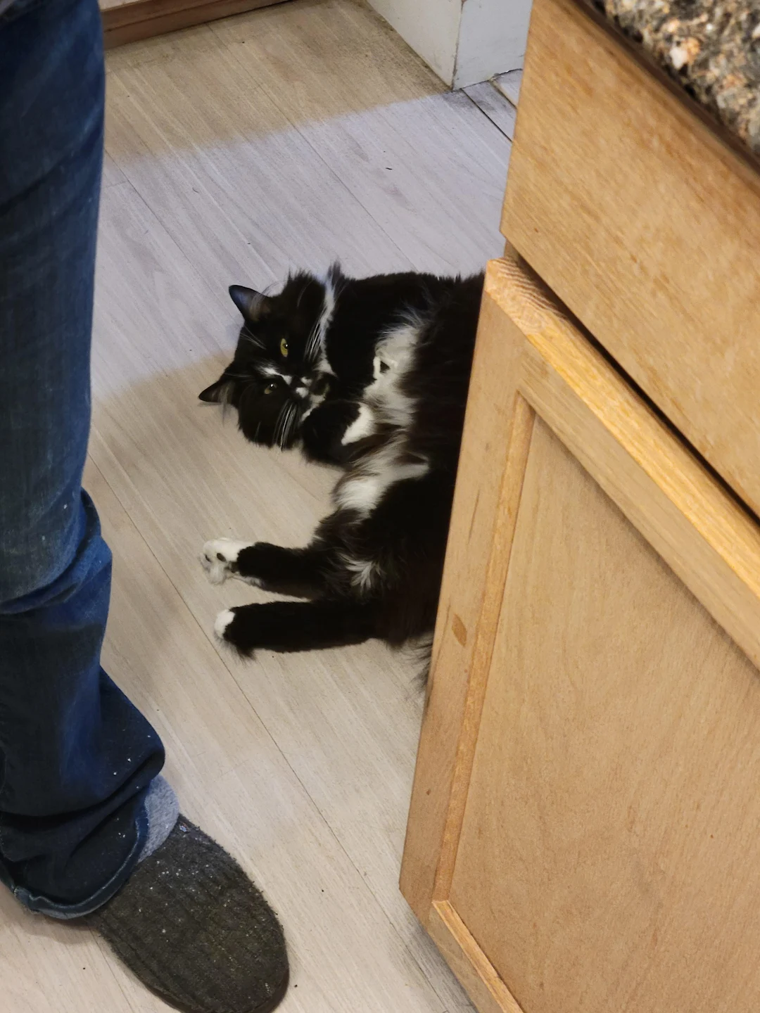 Floofy begging | Scrolller