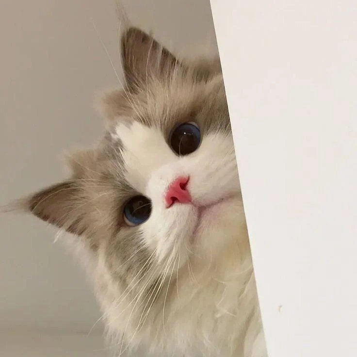 pickaboo .. | Scrolller