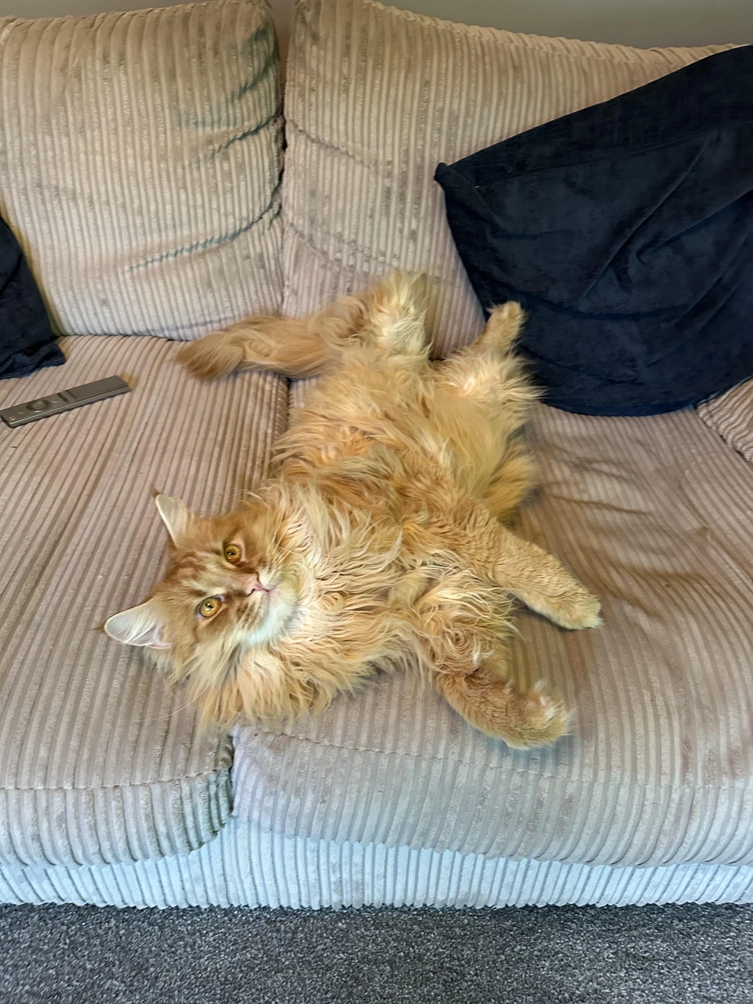 Bodhi - Big Floof! | Scrolller