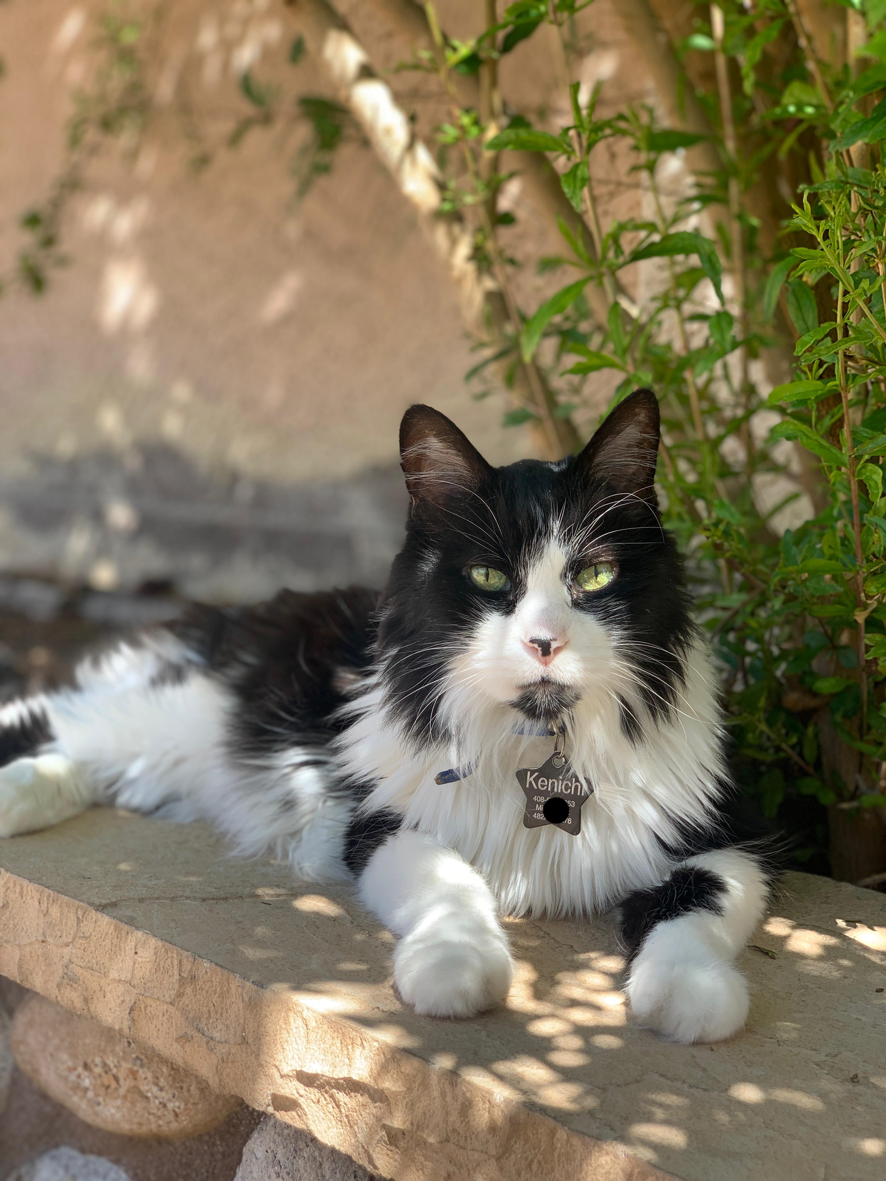 In loving memory of Chen Kenichi the Szechuan Sage | Scrolller