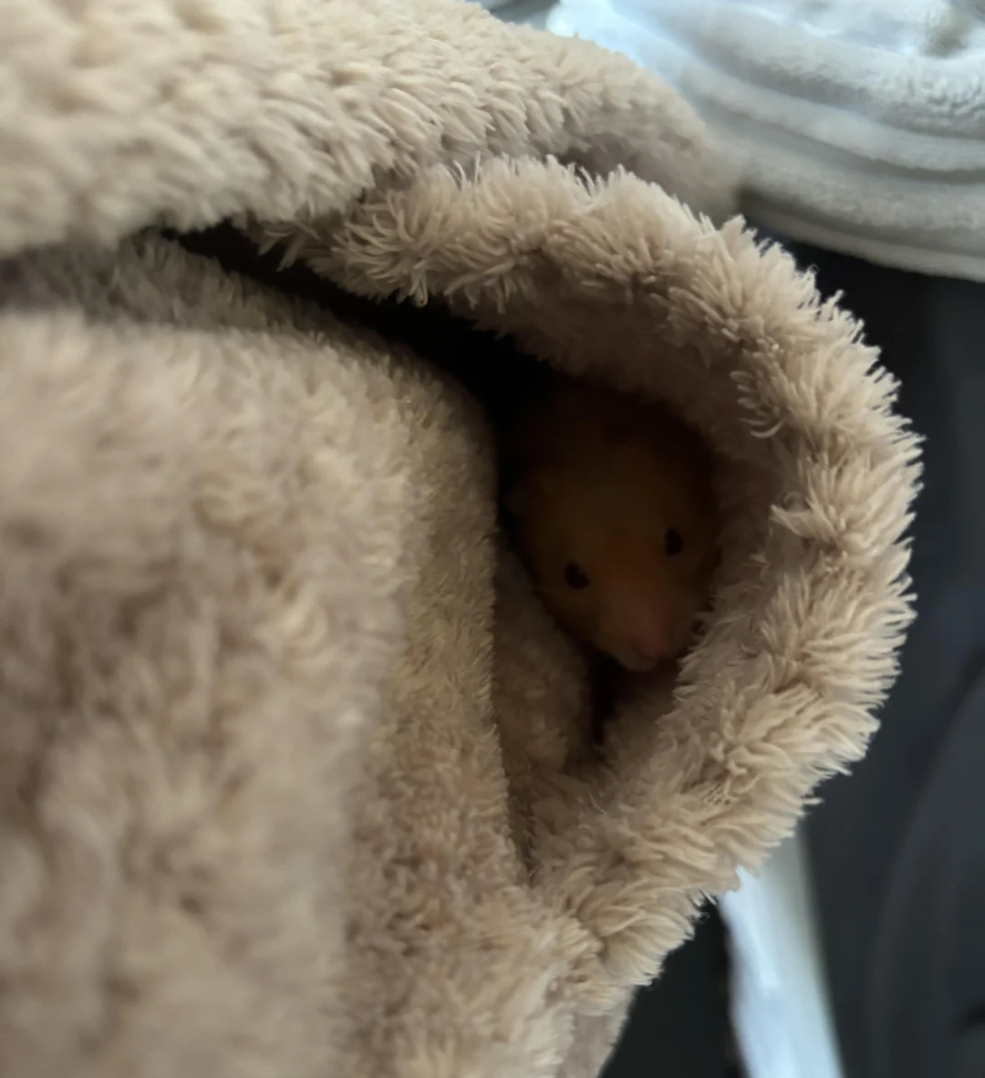 Hamster in my pocket 🤫 | Scrolller