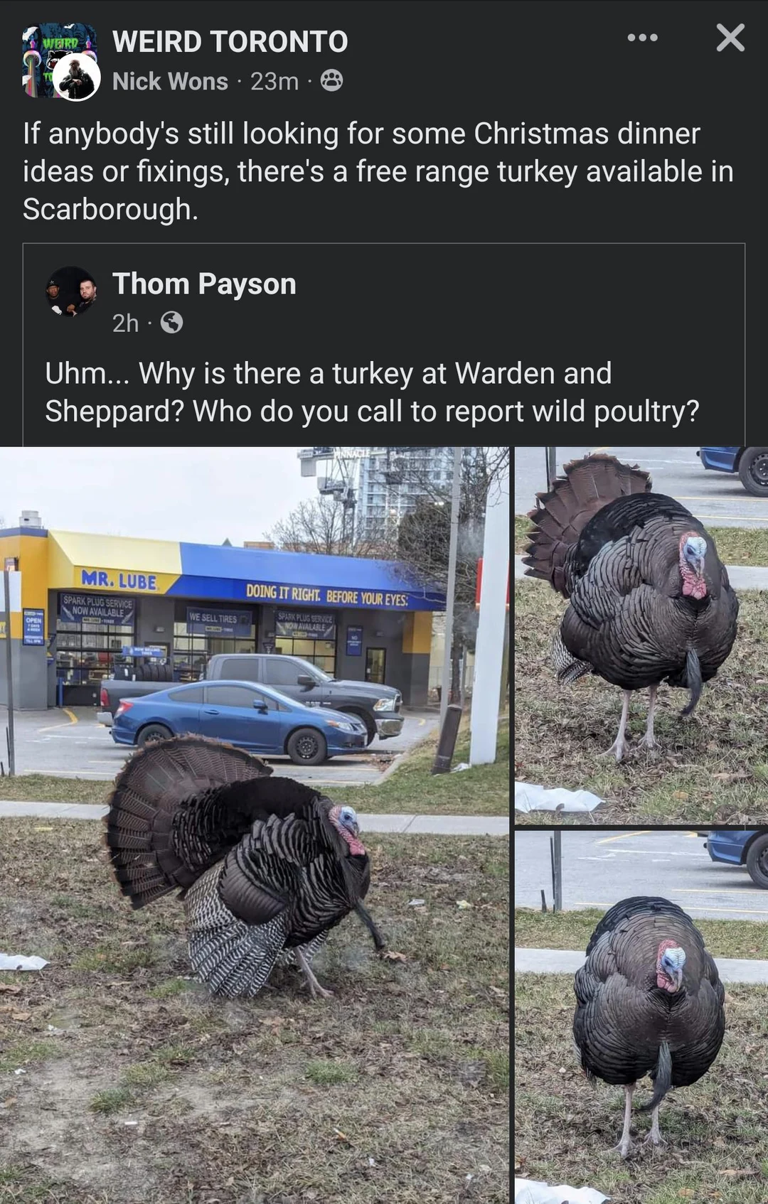 Multiple Turkeys on the loose today | Scrolller