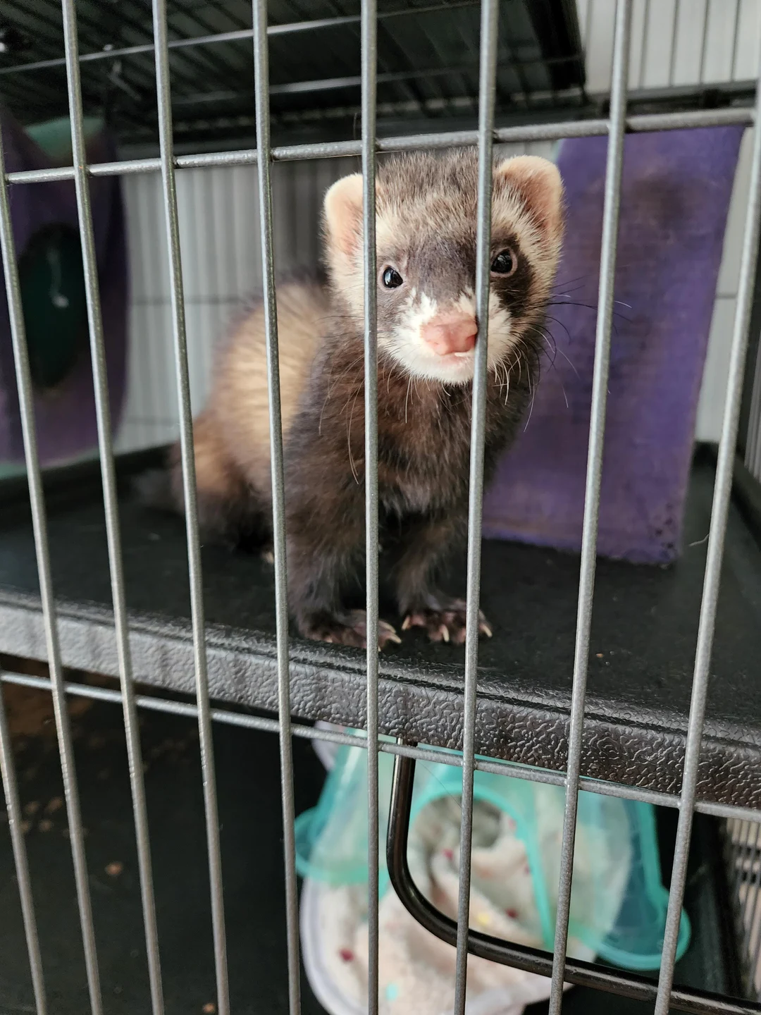 We added a 2nd ferret to our house, meet Storm | Scrolller