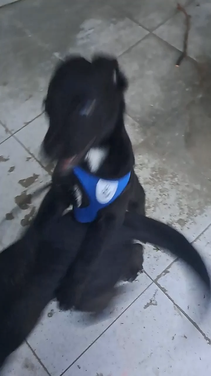 Miniature demonic entity and her poor older brother | Scrolller