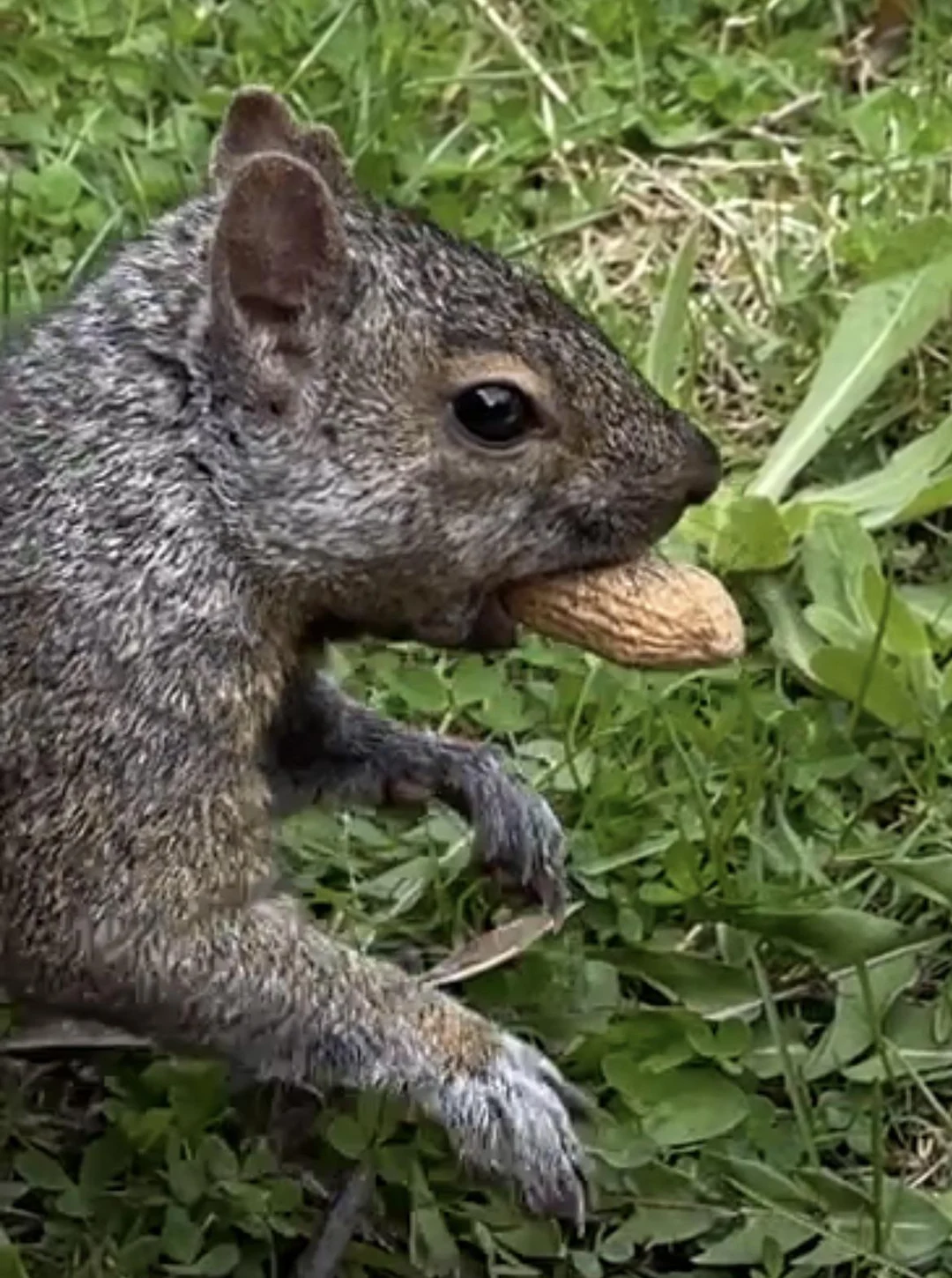 Special peanut treat for my Scrappy | Scrolller