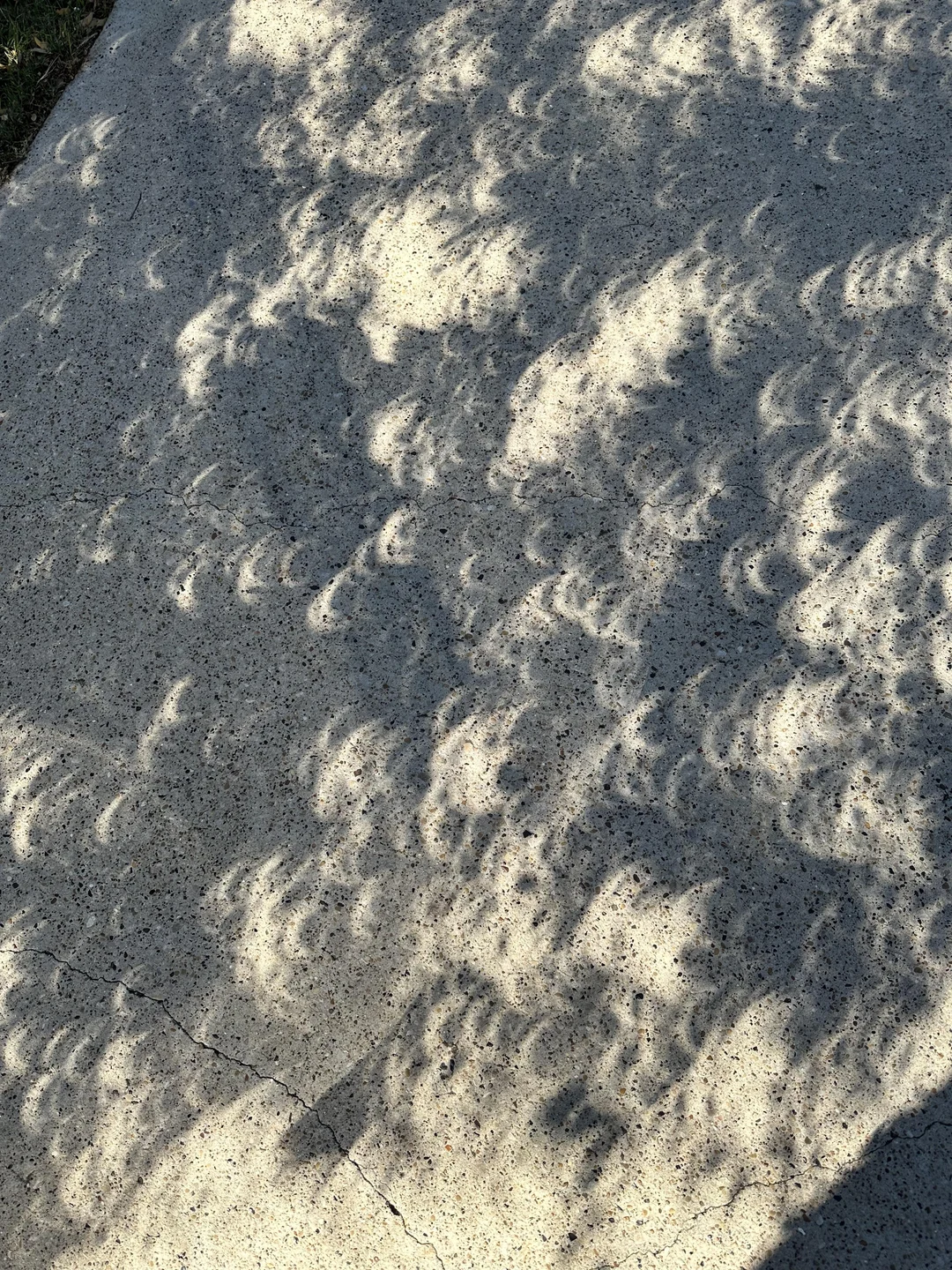 The eclipse also changes how tree shadows look | Scrolller