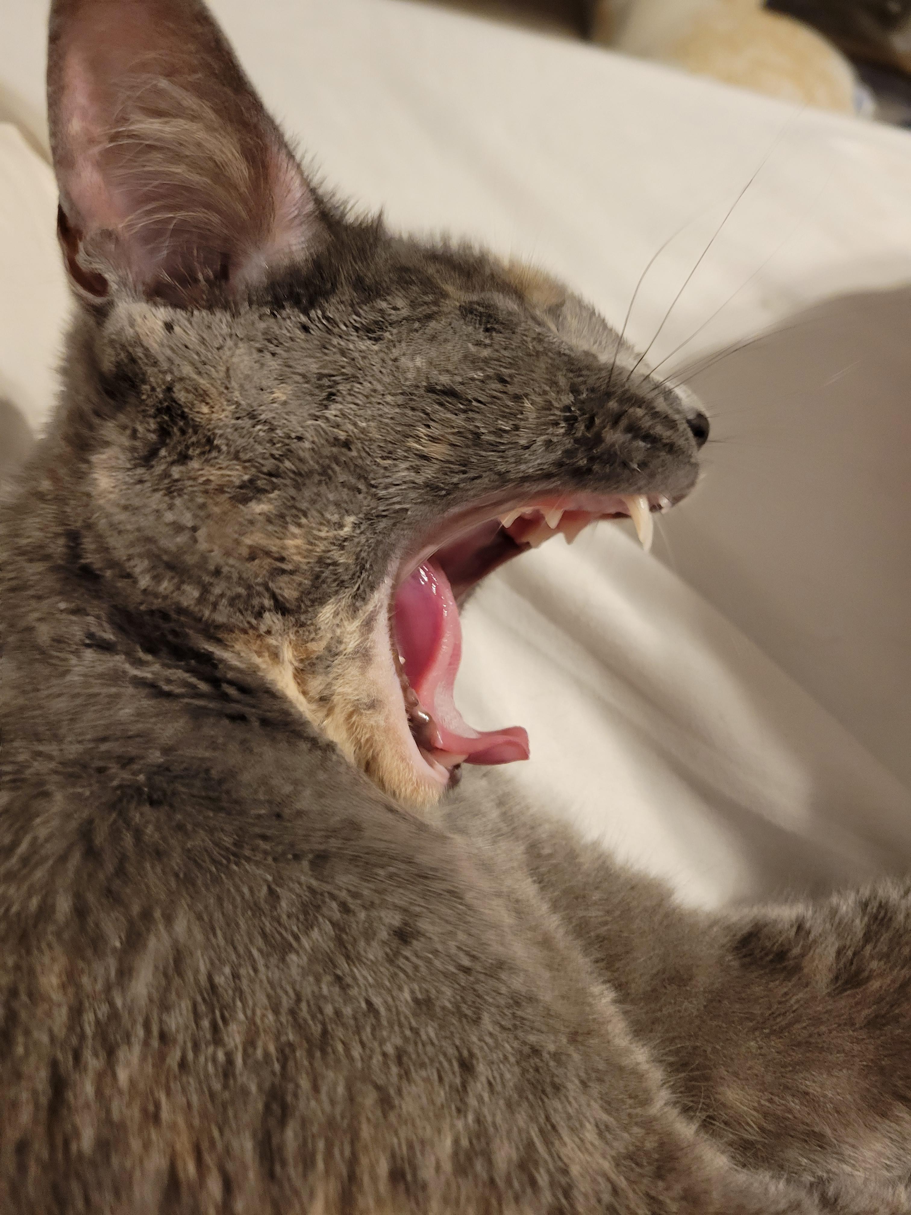 Discover more like Catpics: Big ol Yawn and Related Content | Scrolller