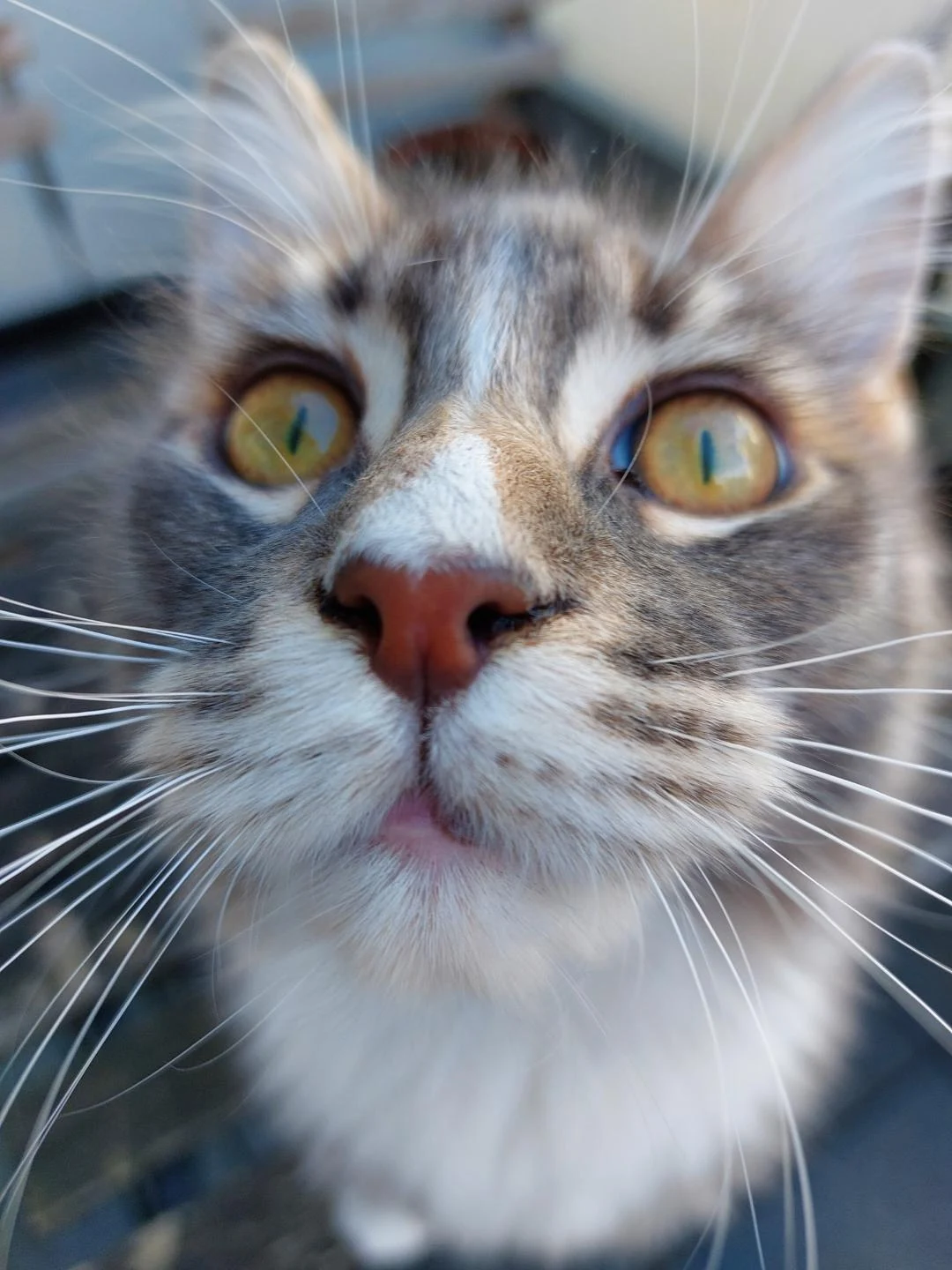 Nosey little guy | Scrolller