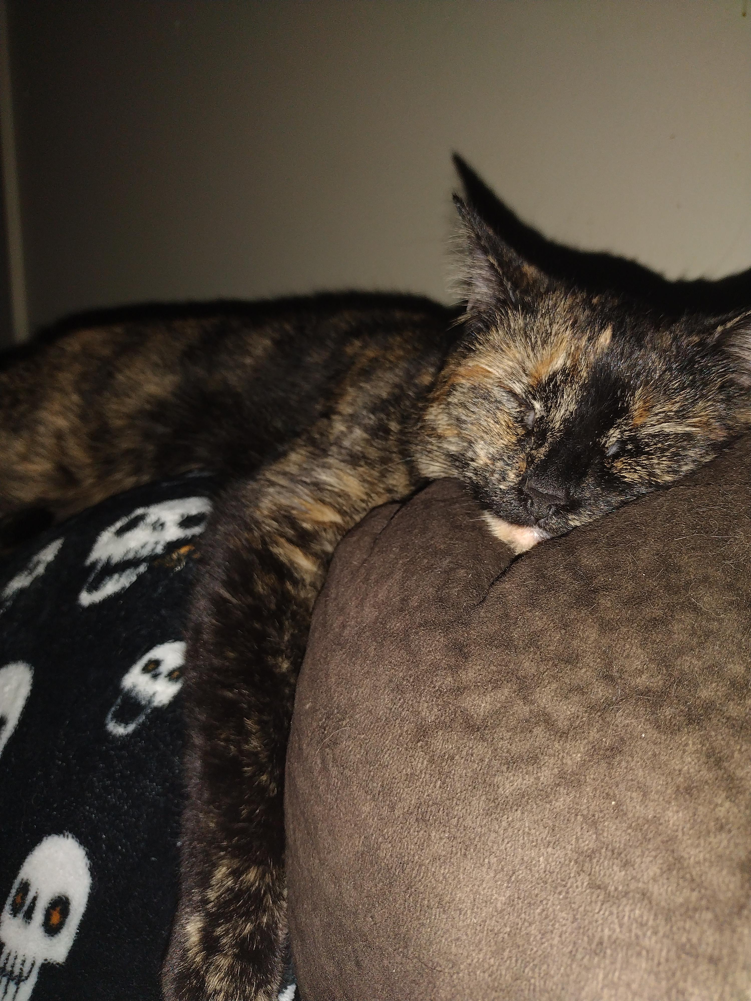 Being a fuzzy house demon is exhausting. | Scrolller