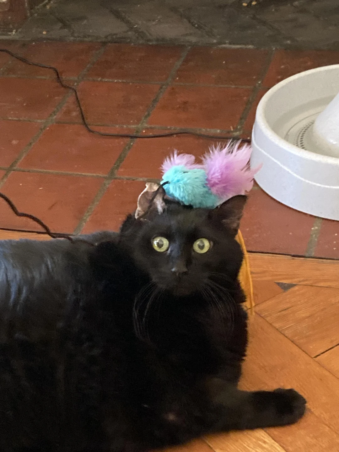 Instructions on toy unclear. | Scrolller