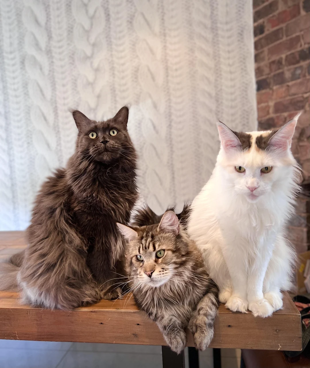 Rare shot of all 3 amigos together! | Scrolller