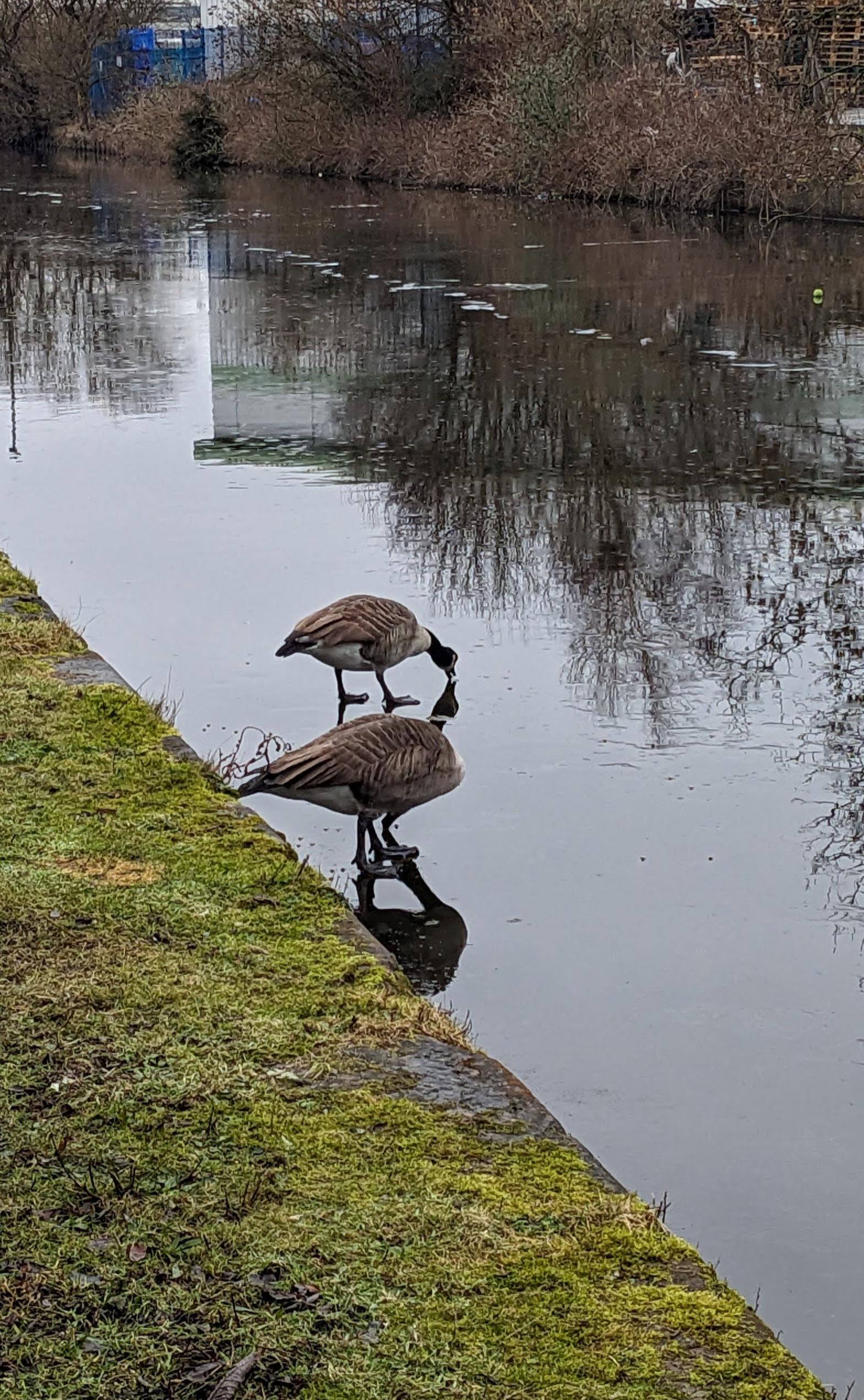 These geese look like they are walking on water | Scrolller