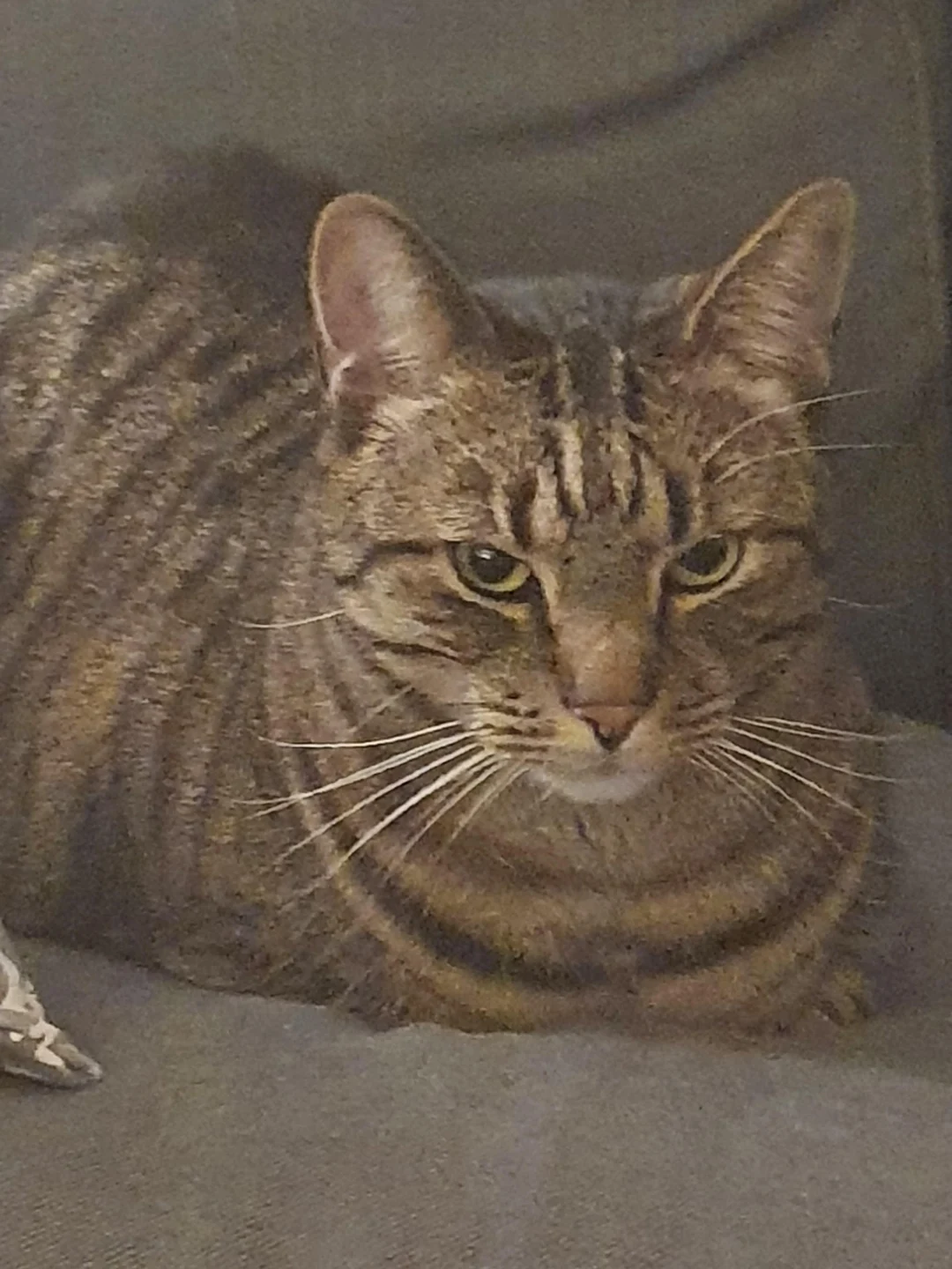 Angy loaf | Scrolller