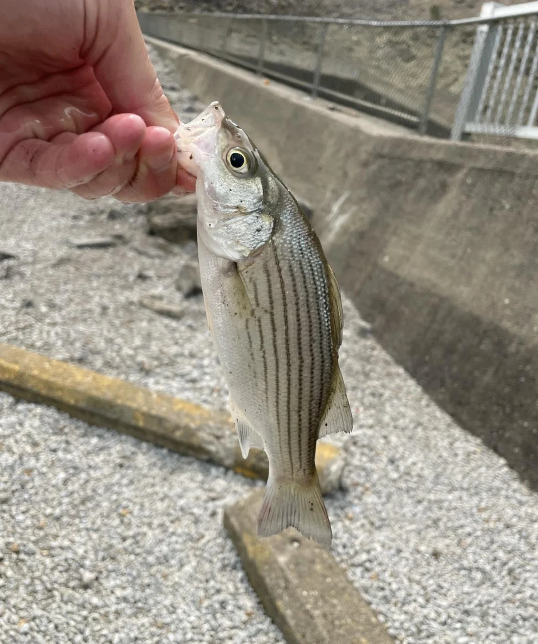 Fish Identification? | Scrolller