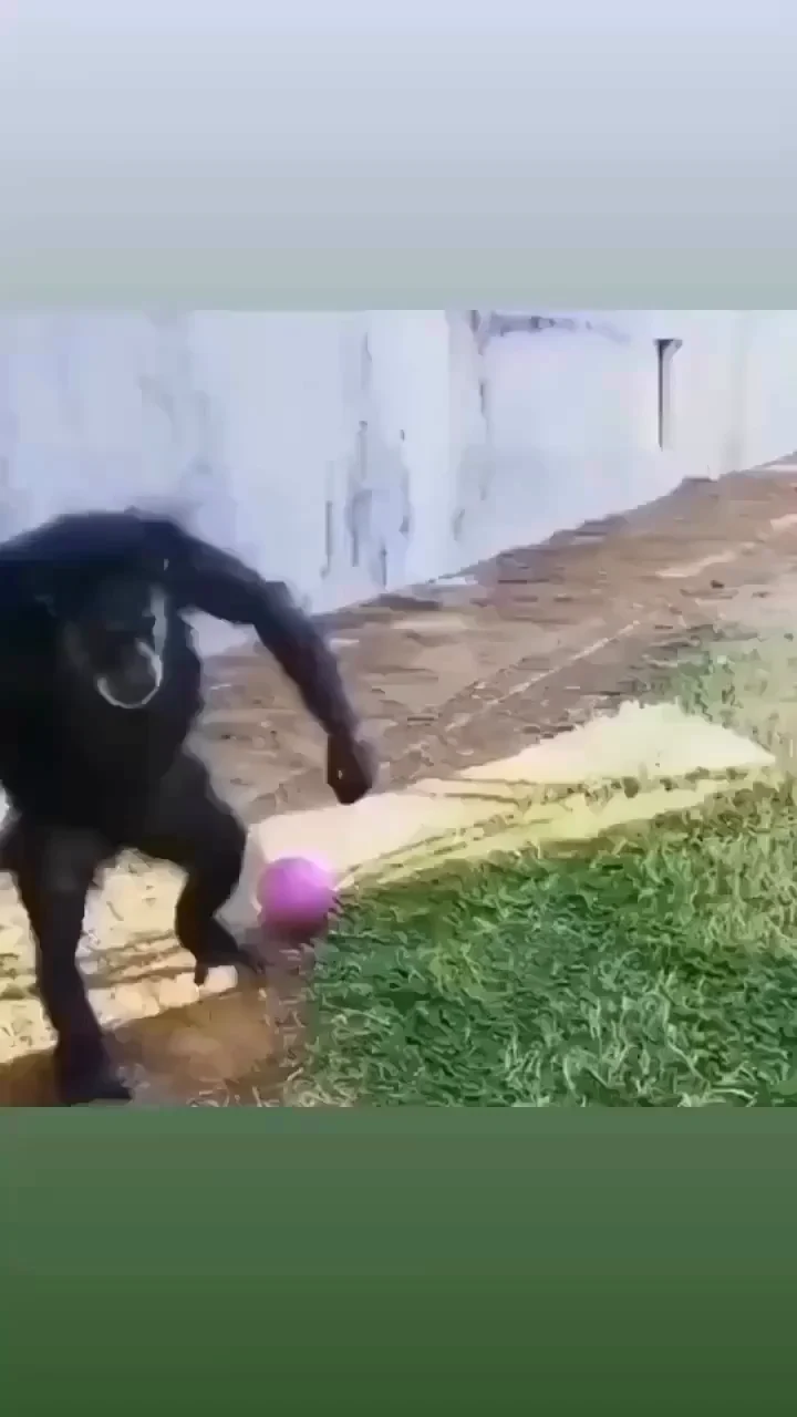 Ankara monke | Scrolller