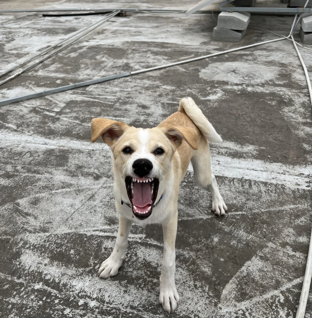 Tasmanian monster | Scrolller