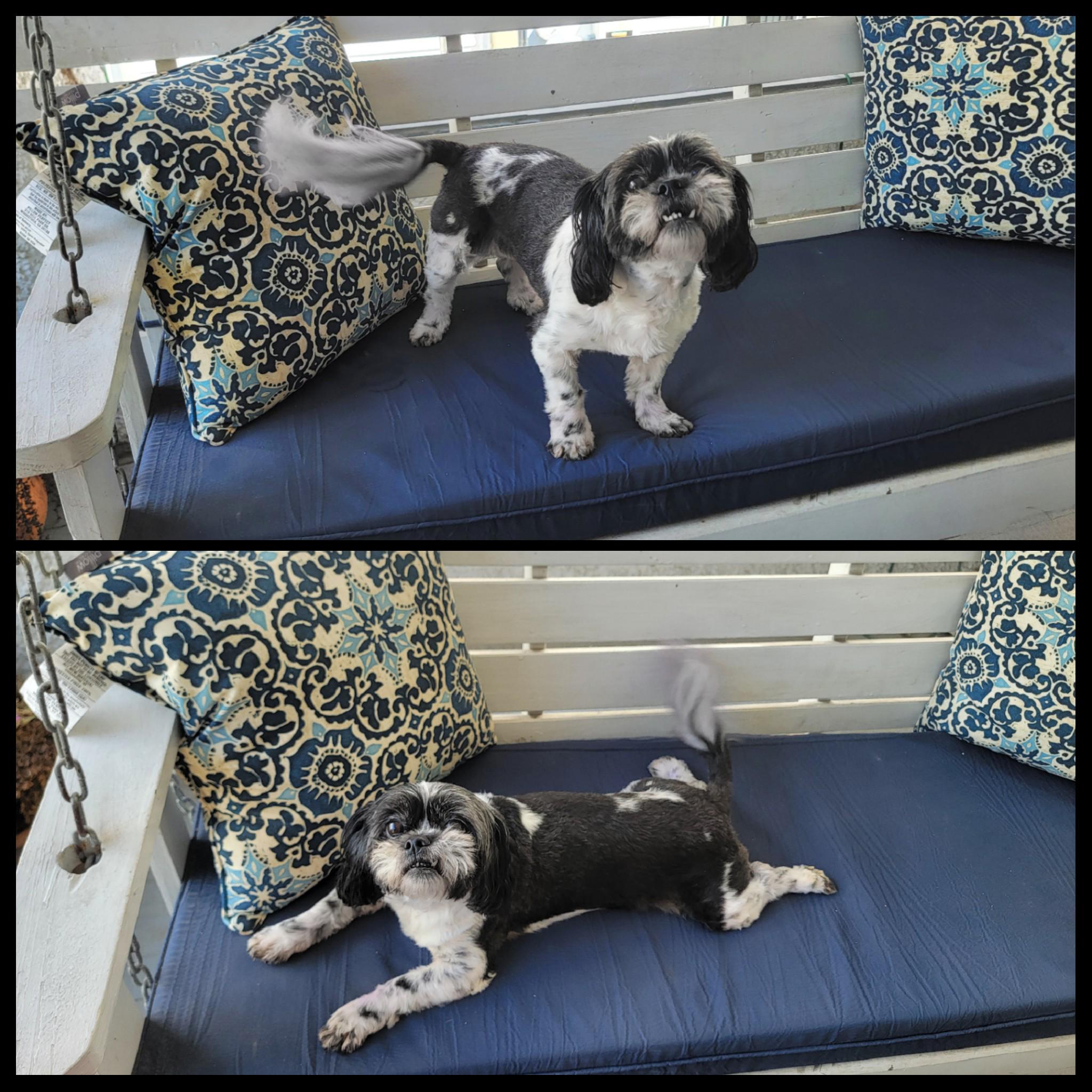 Nori loves the porch swing | Scrolller