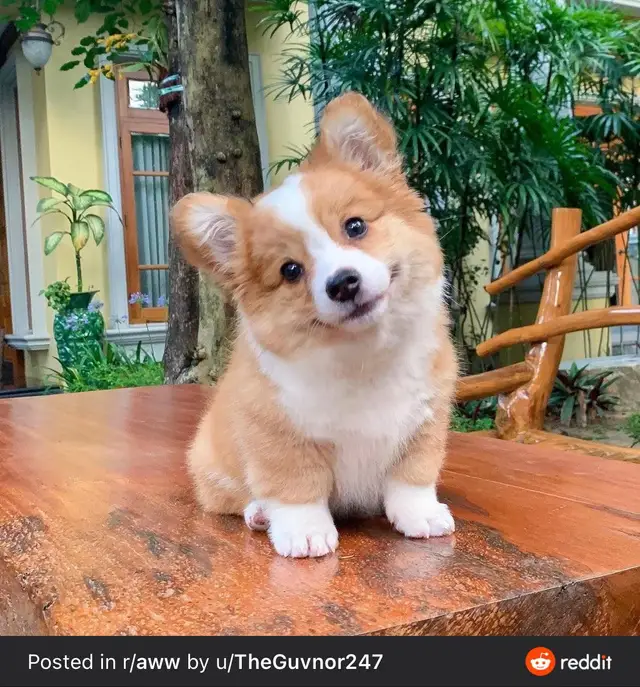 happy doggo | Scrolller