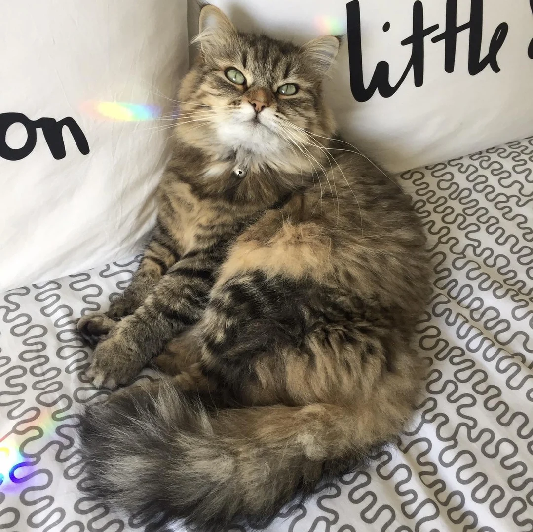 Our 7 year old grumpy girl | Scrolller