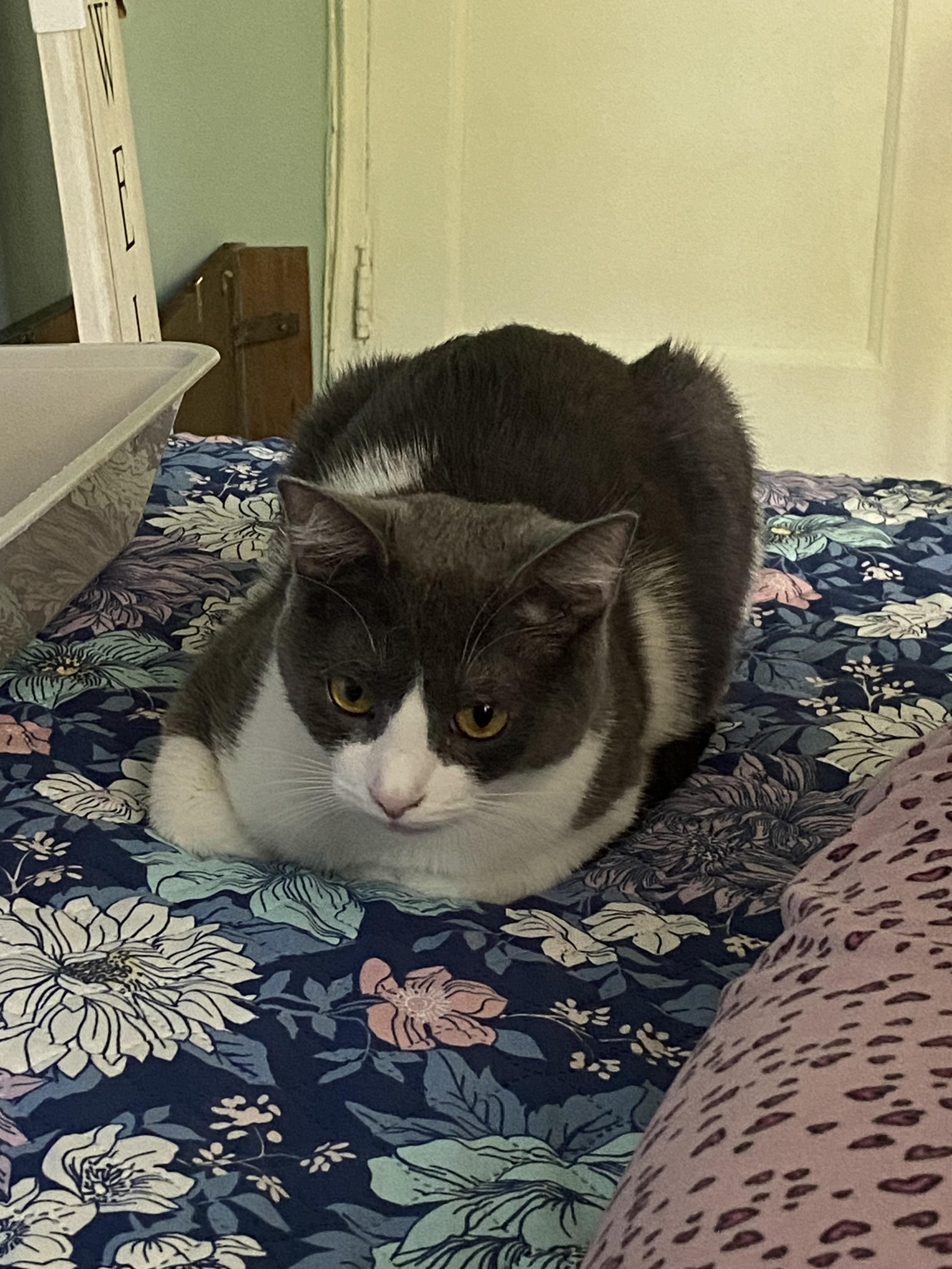 Loaf | Scrolller