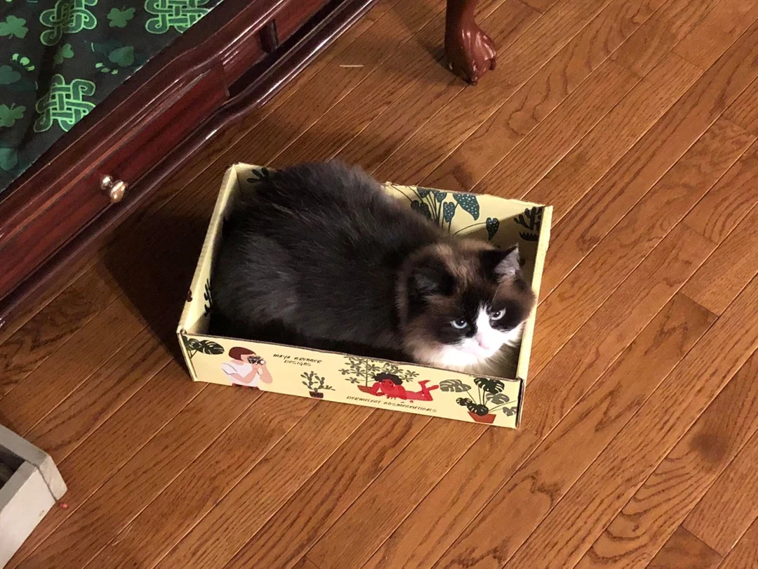 My Rachel in her throne. | Scrolller