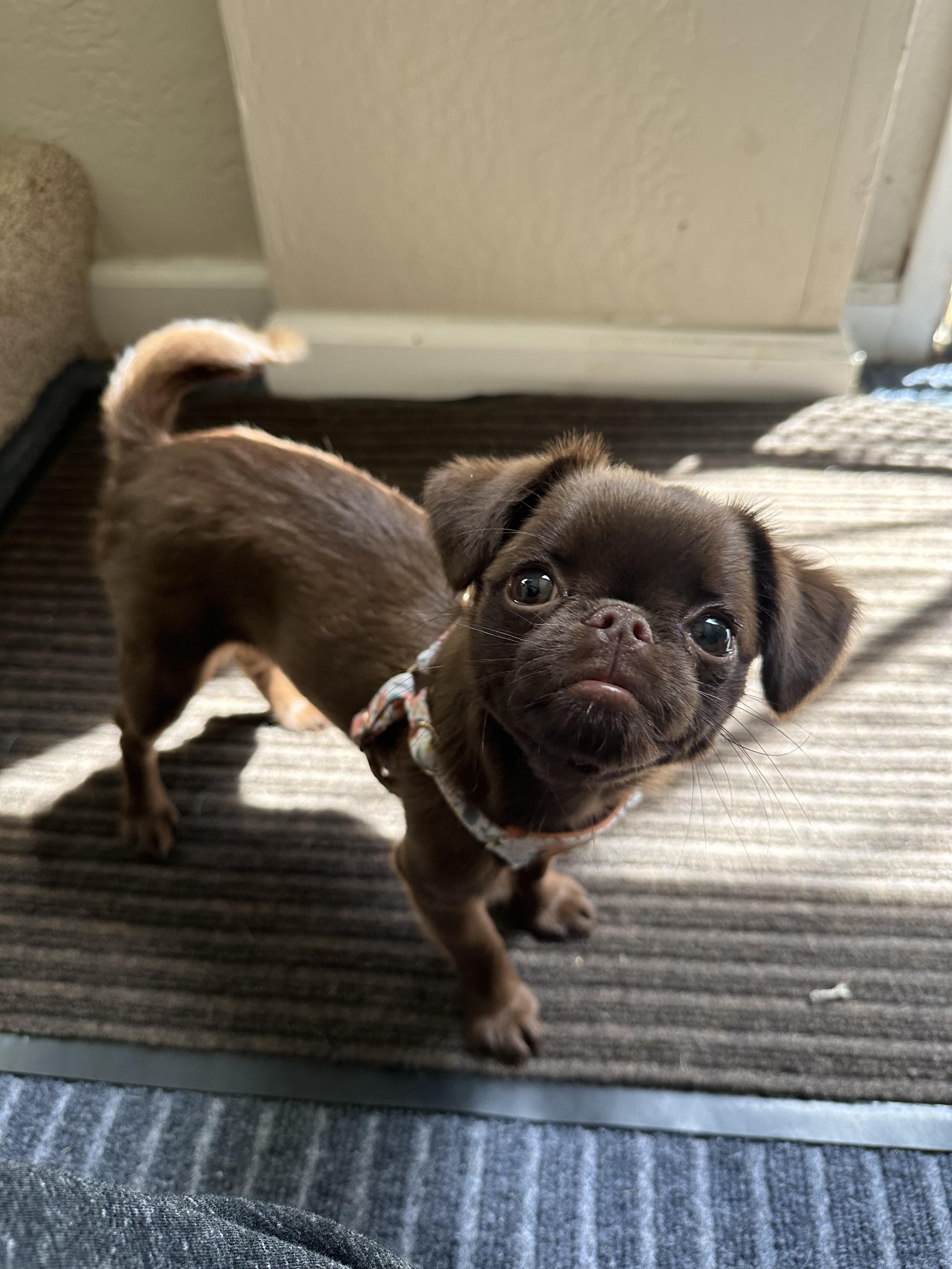 My little gremlin | Scrolller