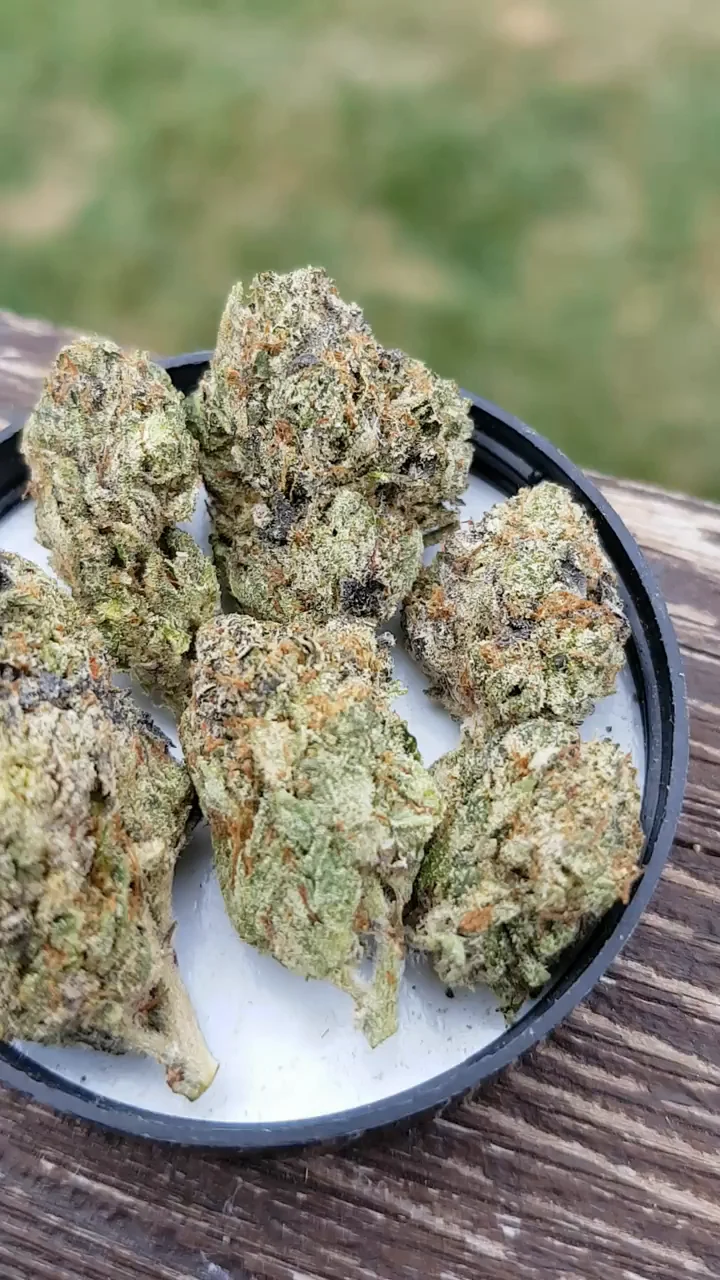 Gangster OG | Scrolller