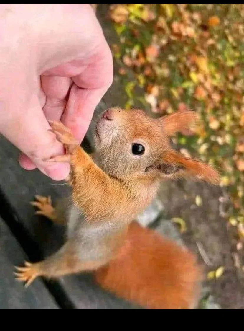 Cute squirrel | Scrolller