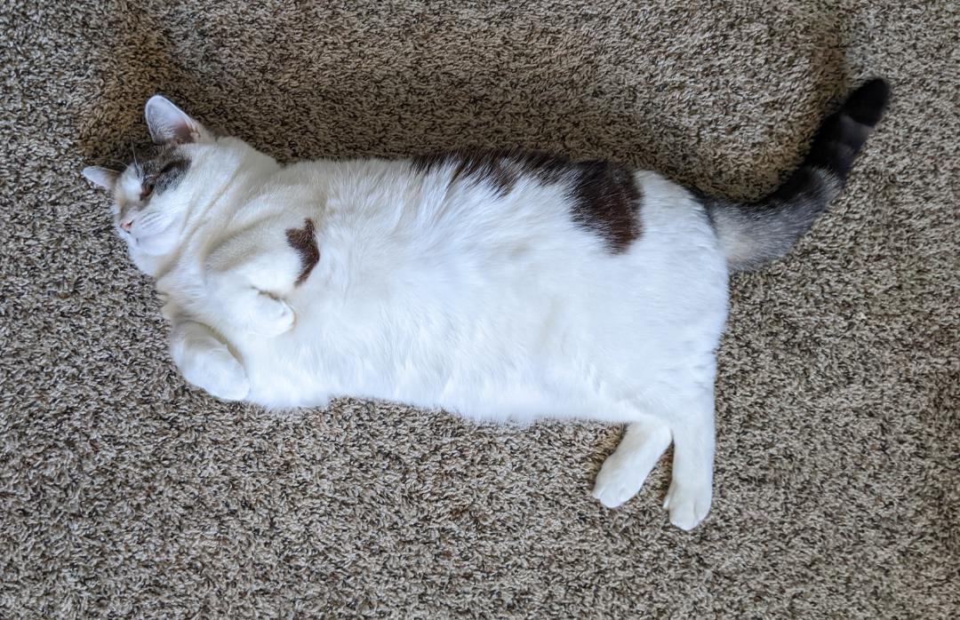 I always wanted a rectangular cat | Scrolller