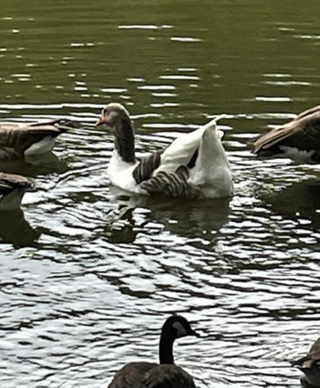 What kind of goose is this? | Scrolller