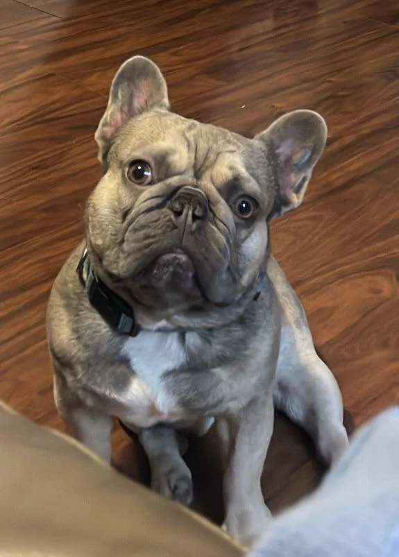 Does your dog have a “human” name? | Scrolller