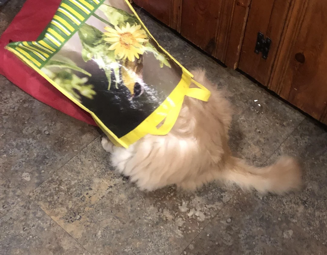 I caught Calvin with a bag trap! | Scrolller