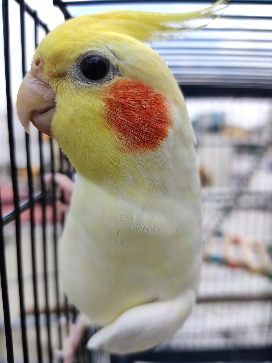 Henlo fren. | Scrolller