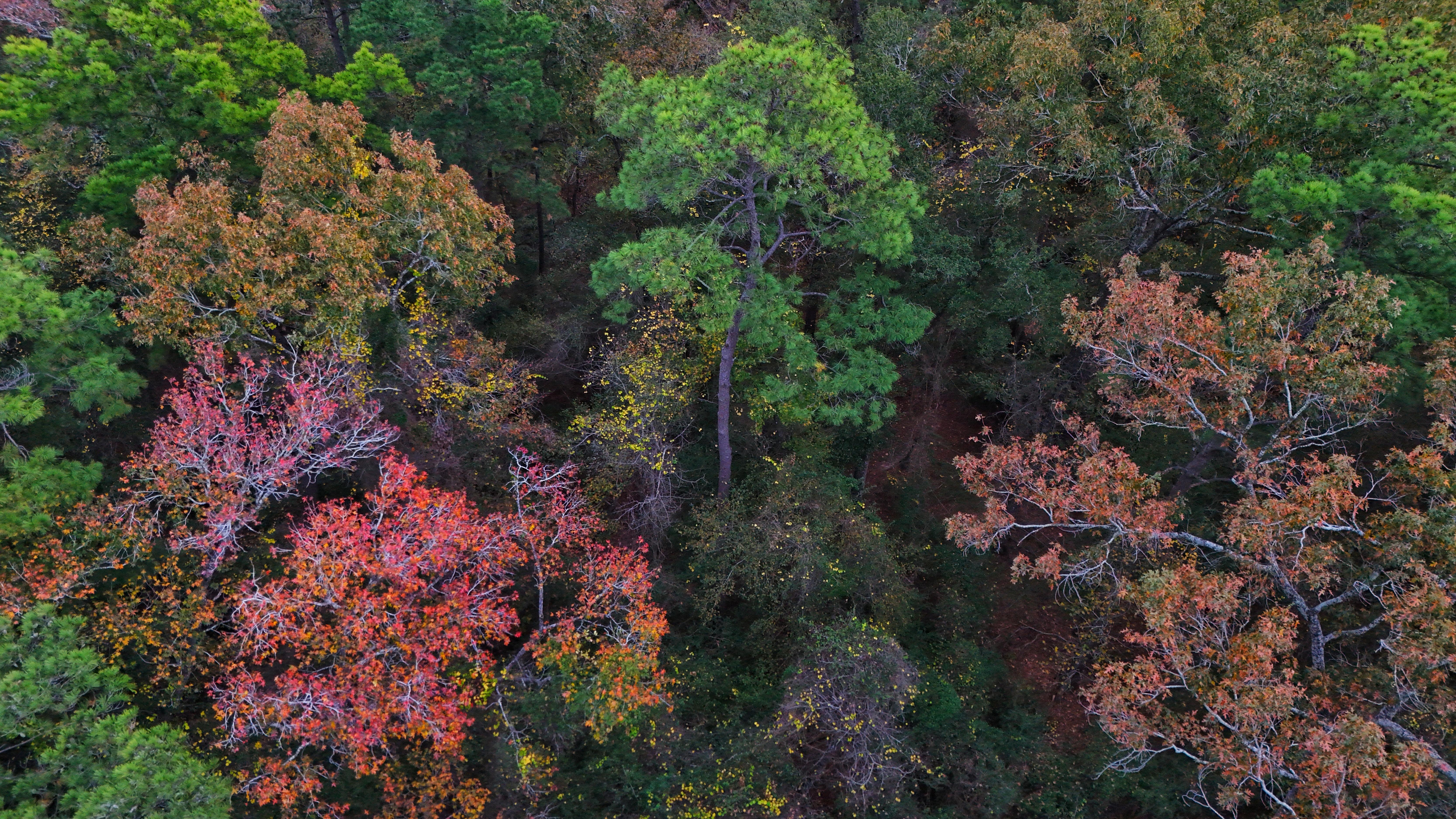 East Texas Colors | Scrolller