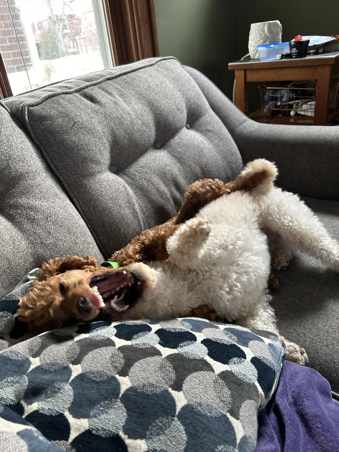 Spooning while they play fight. | Scrolller