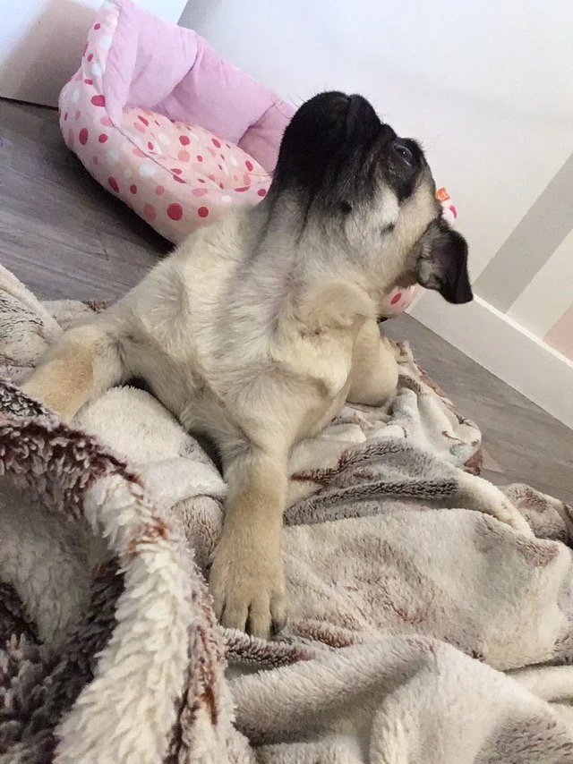 Discover more like Pug: Superstar!!! and Related Content | Scrolller