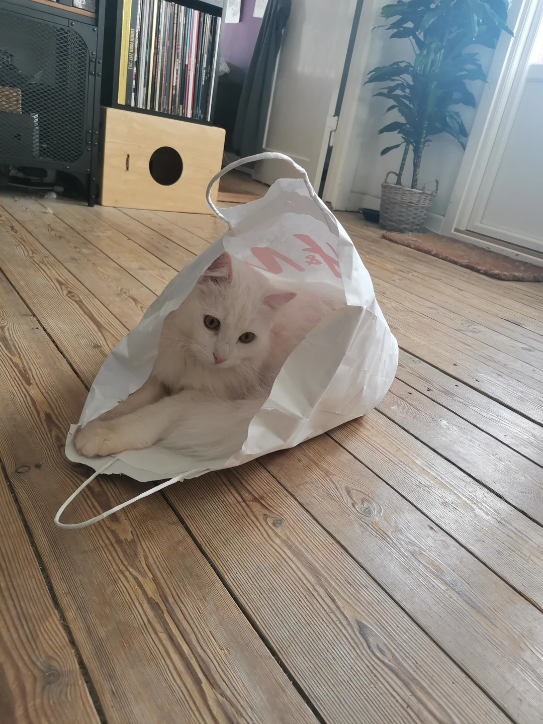 He stood no chance | Scrolller