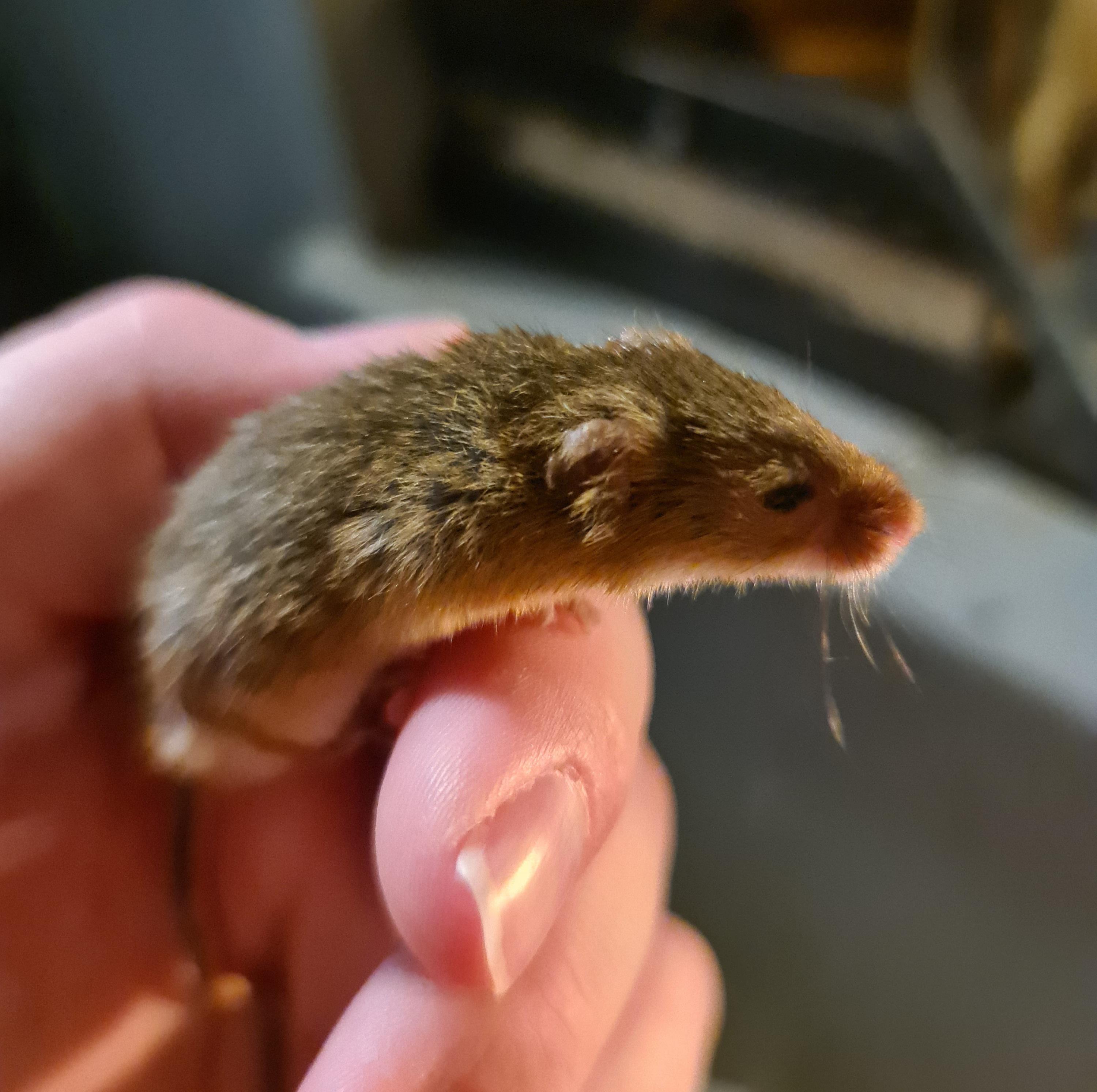 My tiniest friend | Scrolller