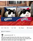 Oreo cat | Scrolller