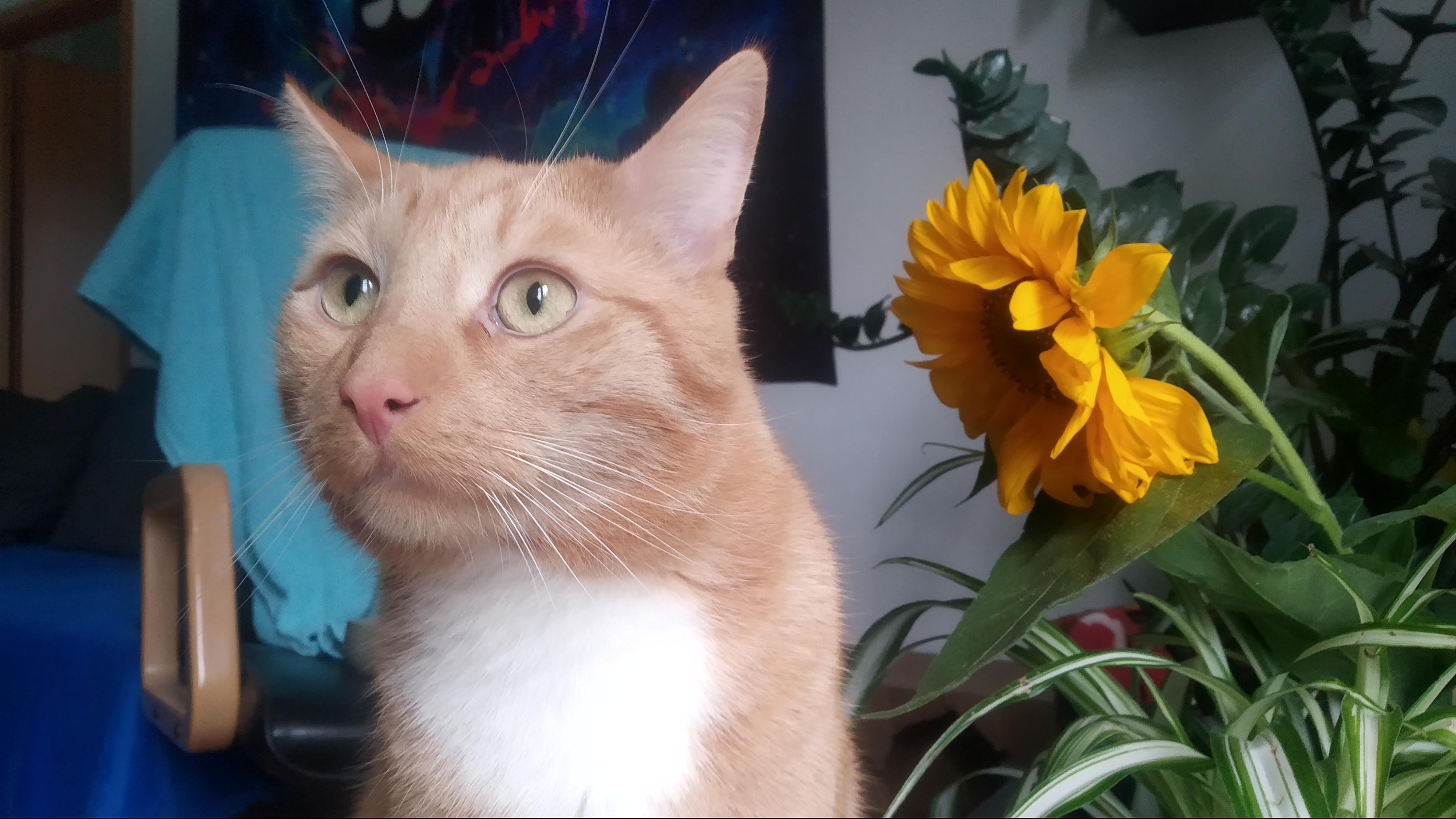 One braincell and sunflower | Scrolller