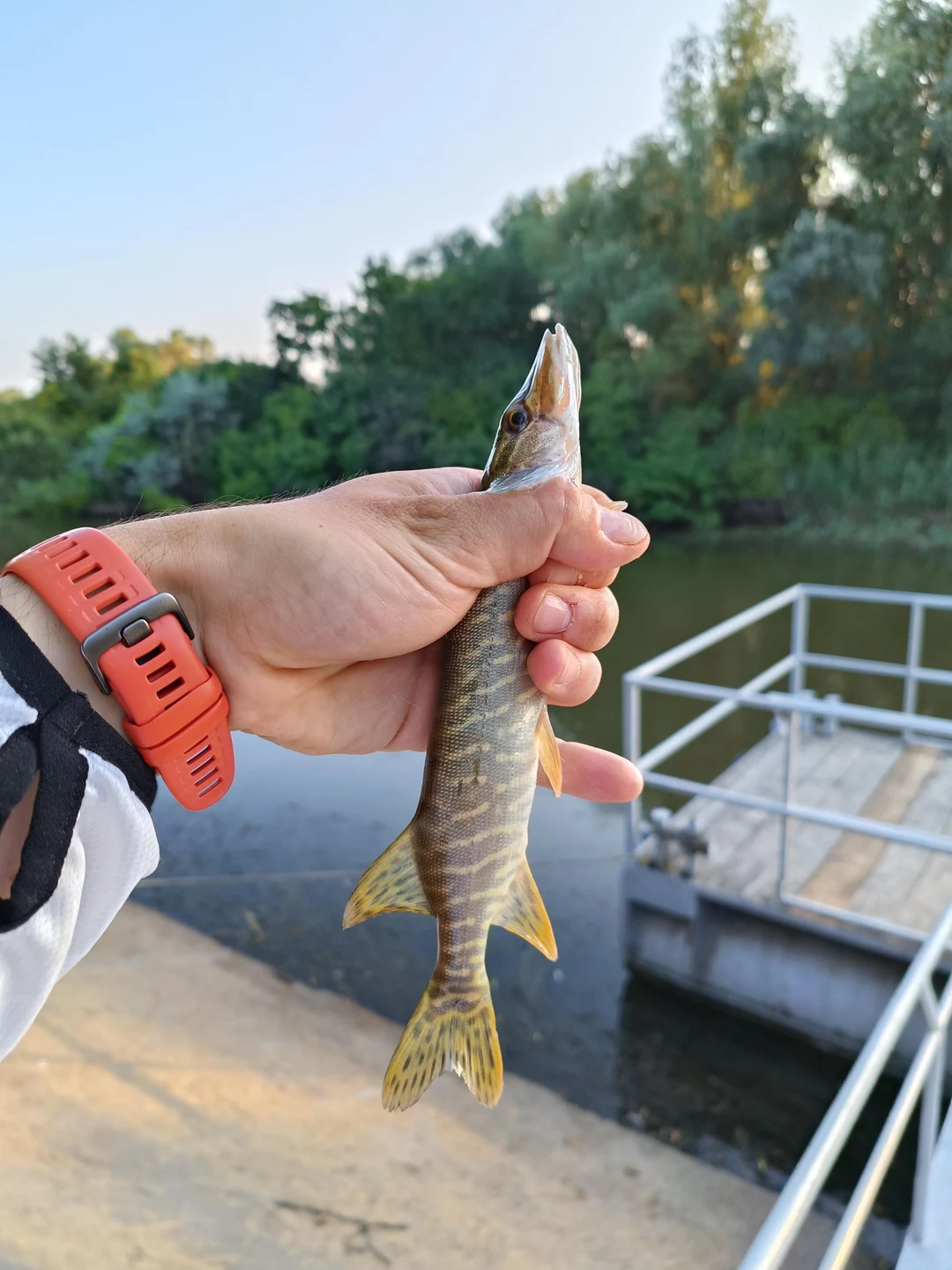Caught the smallest pike ever | Scrolller