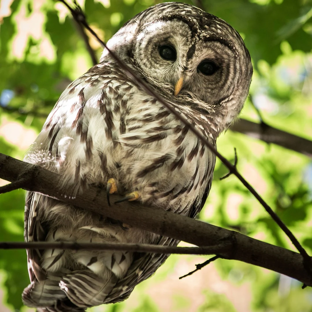 Beautiful Owl. | Scrolller