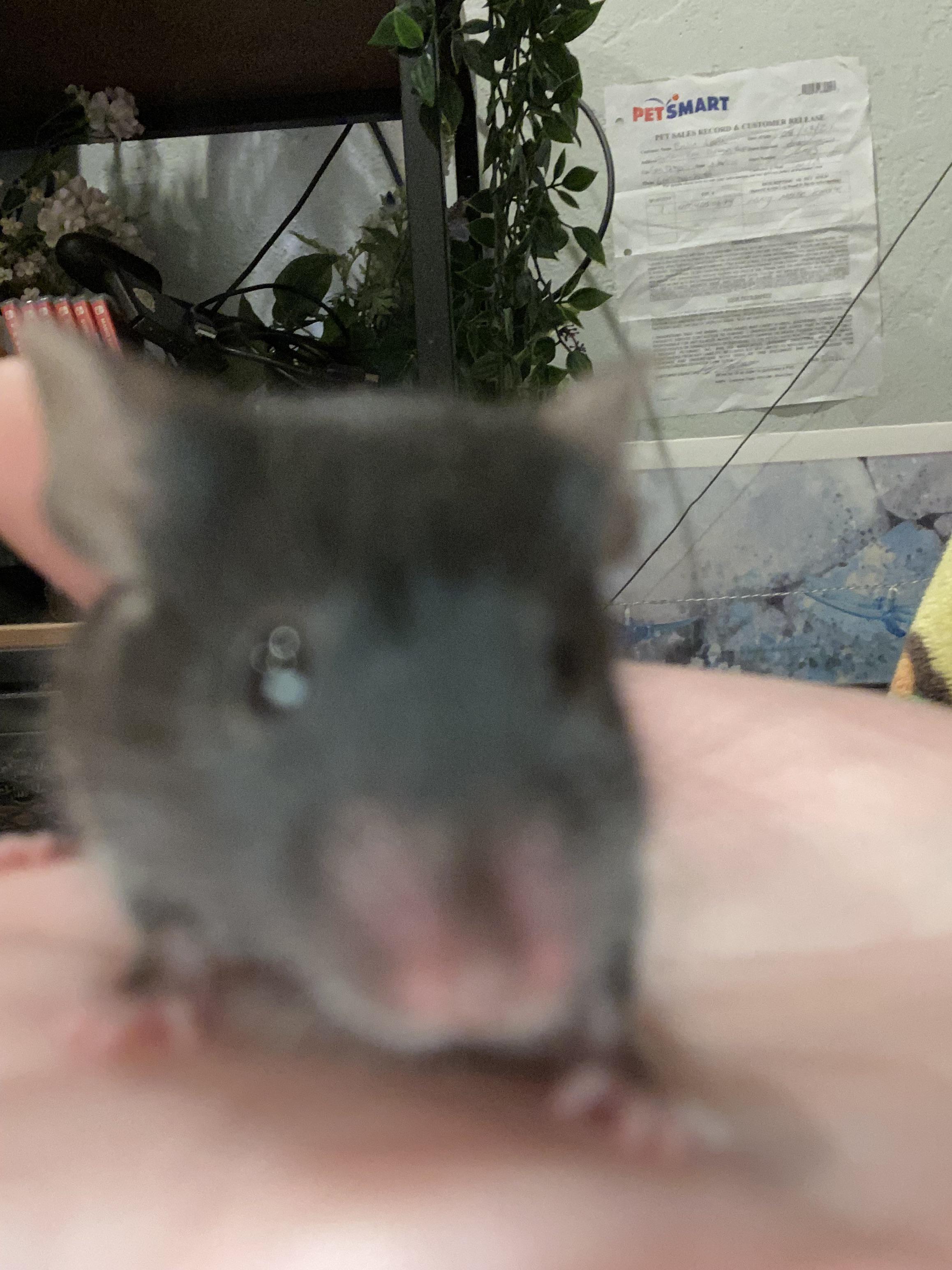 Meet Guts | Scrolller