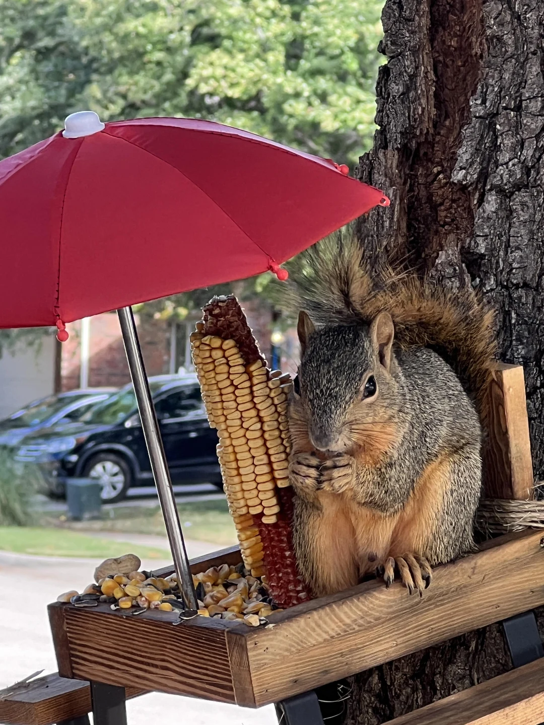 Squirrely Dan says hi | Scrolller