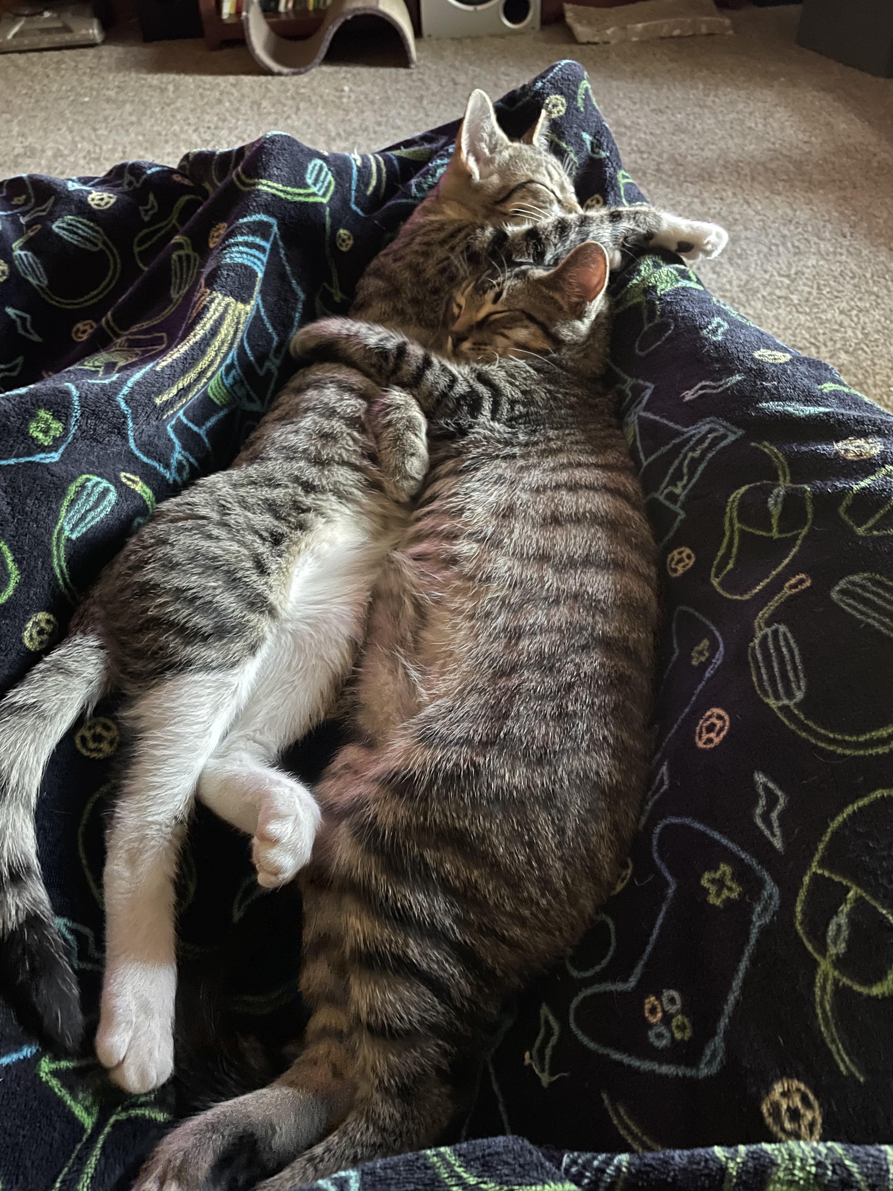 Kitten hugs | Scrolller