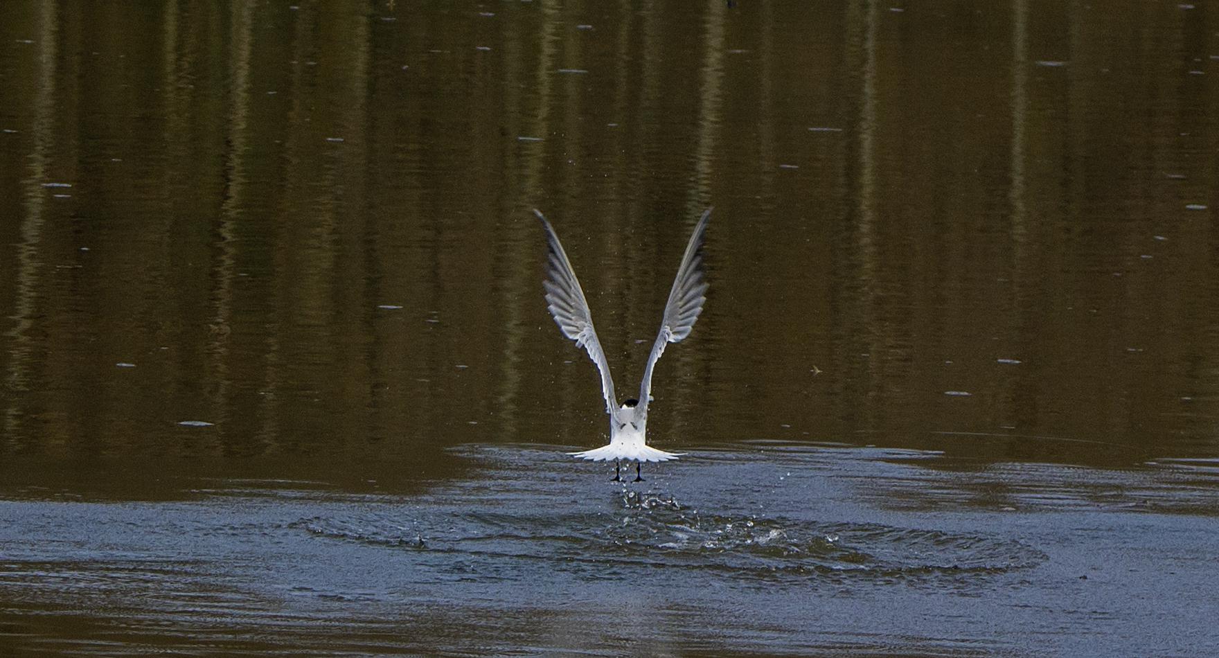 Caspian Tern Fishing at Port Dover ON | Scrolller