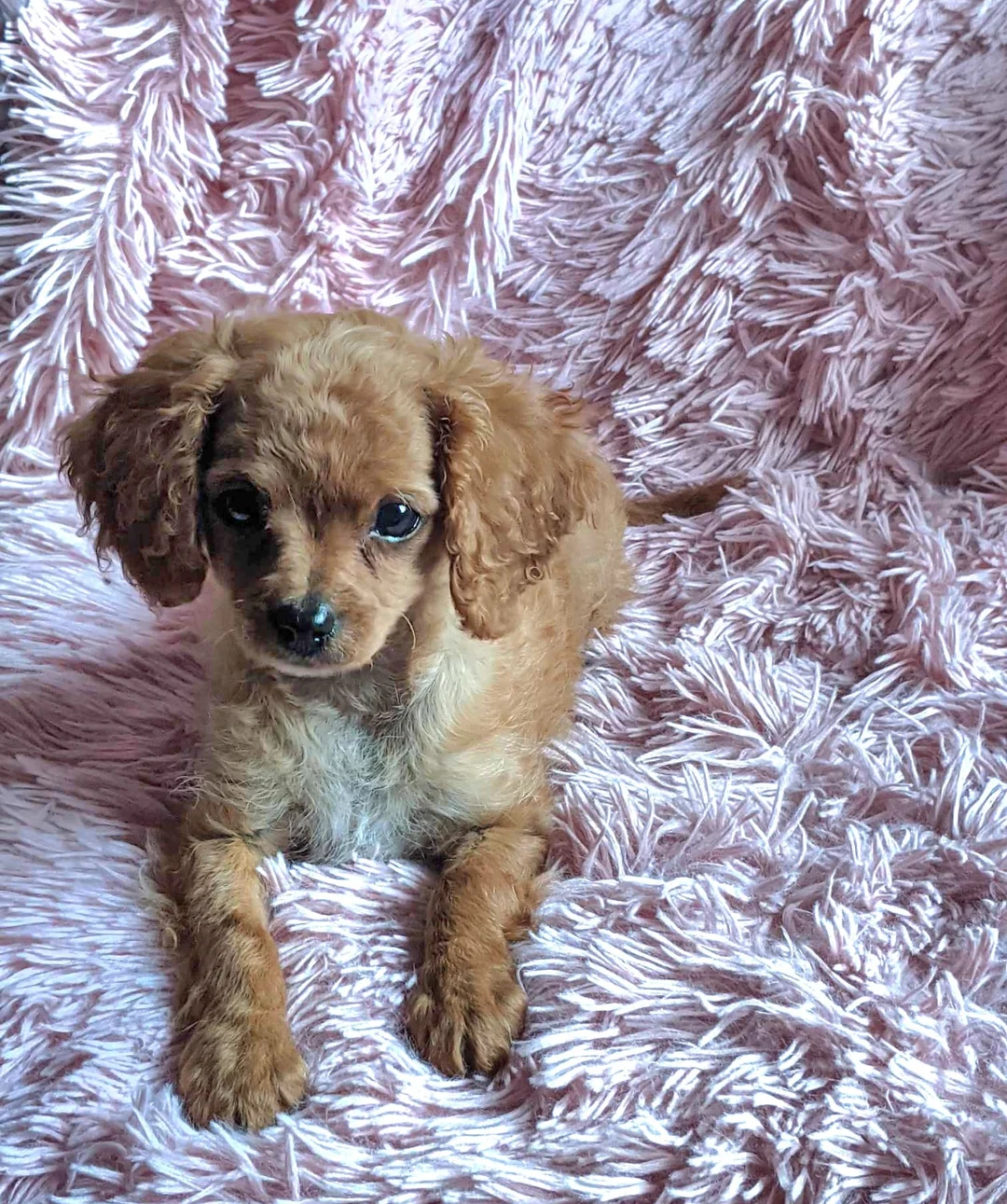 meet Chicken Nugget! | Scrolller