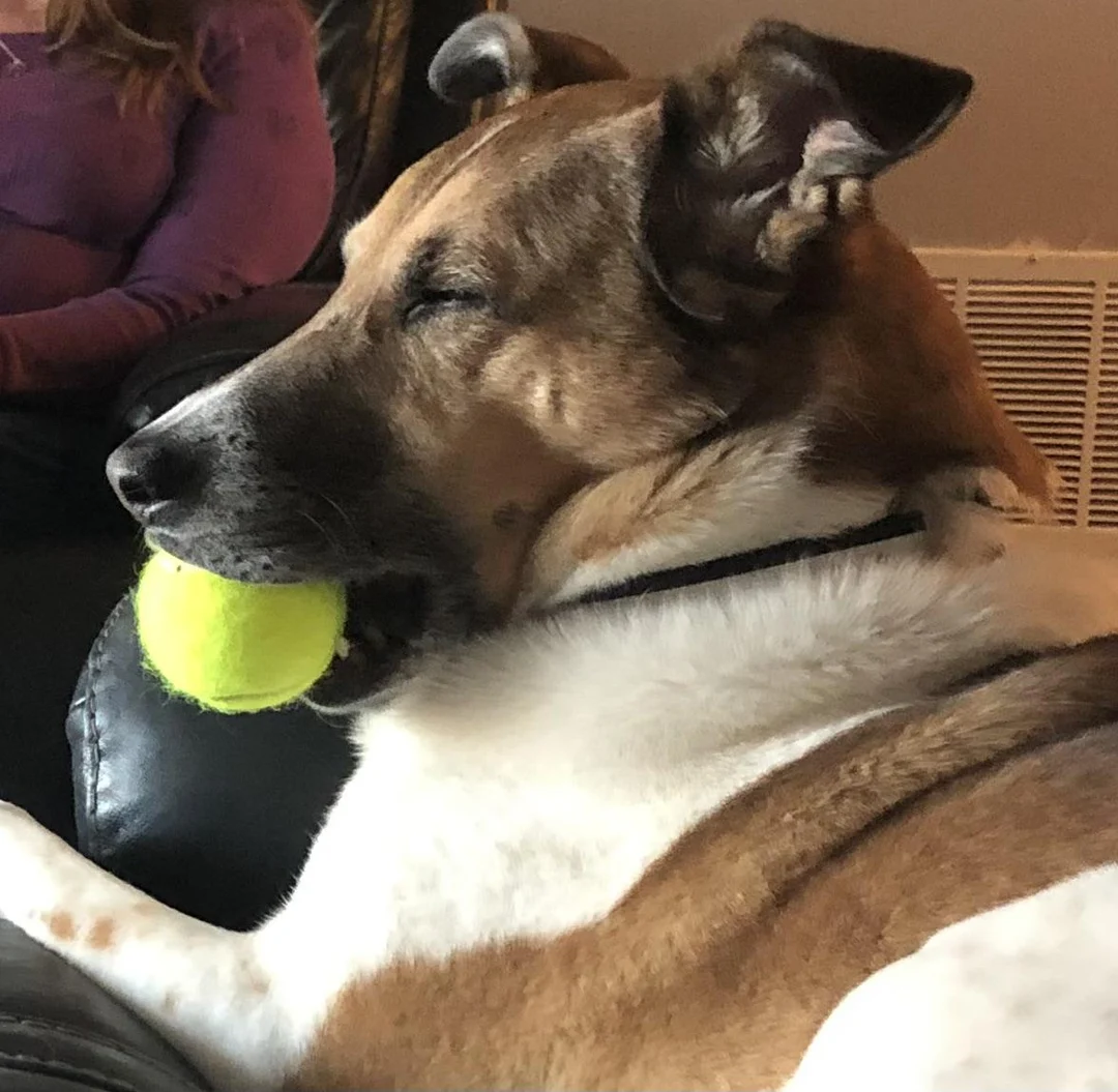 Greyhound/German Shepherd mix. Where does the obsession with the ball come from? | Scrolller
